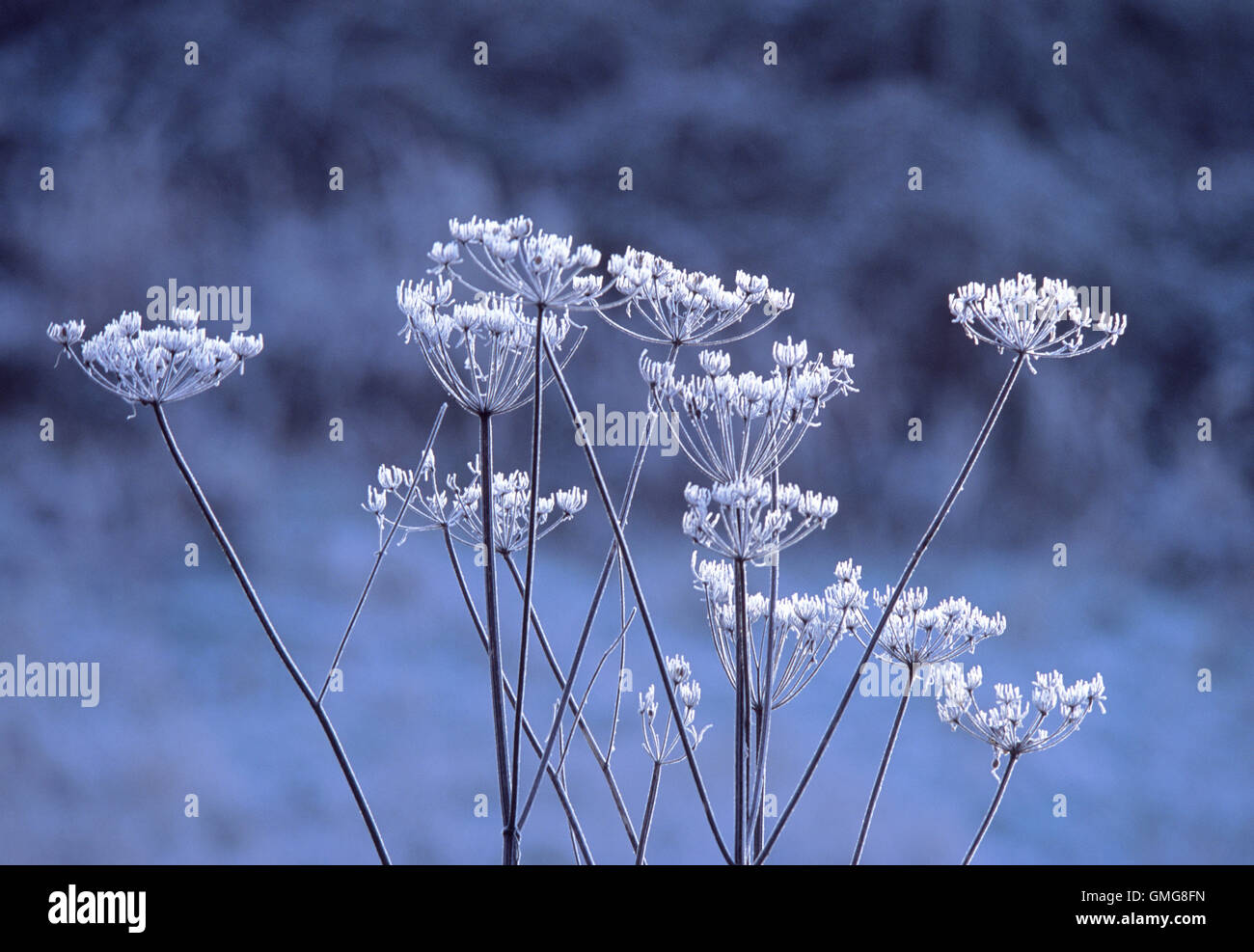 Berce du caucase ou berce du caucase Banque de photographies et d ...