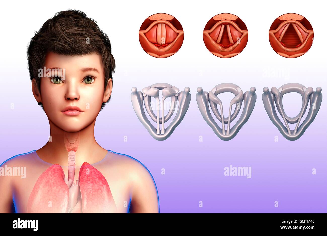 Les cordes vocales et du larynx, de l'illustration Photo Stock - Alamy