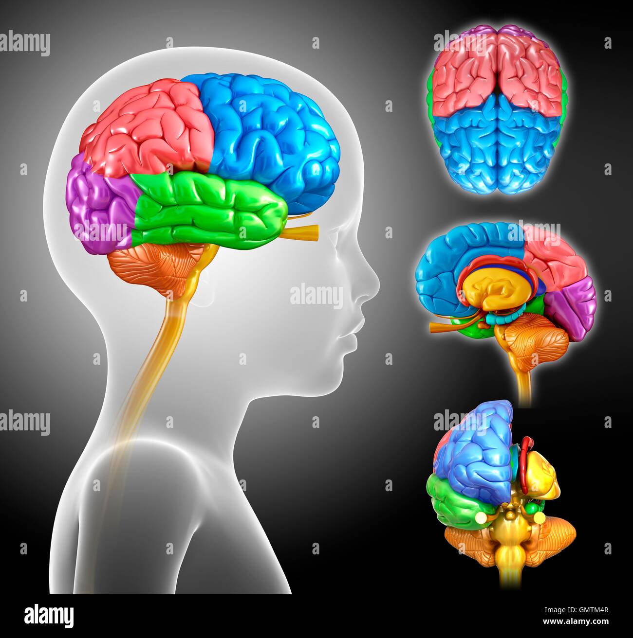 Illustration d'un cerveau de l'enfant anatomie Photo Stock - Alamy