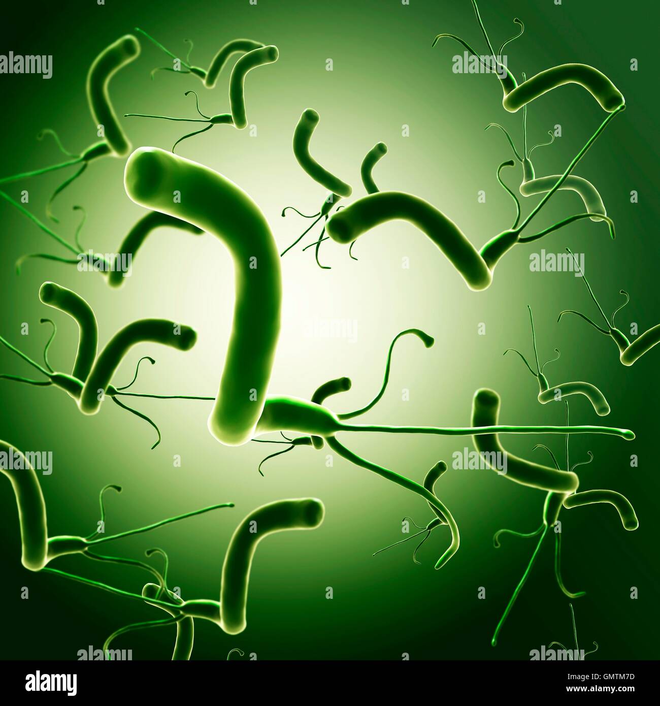 Helicobacter Pylori Bacteria Banque d'image et photos - Alamy