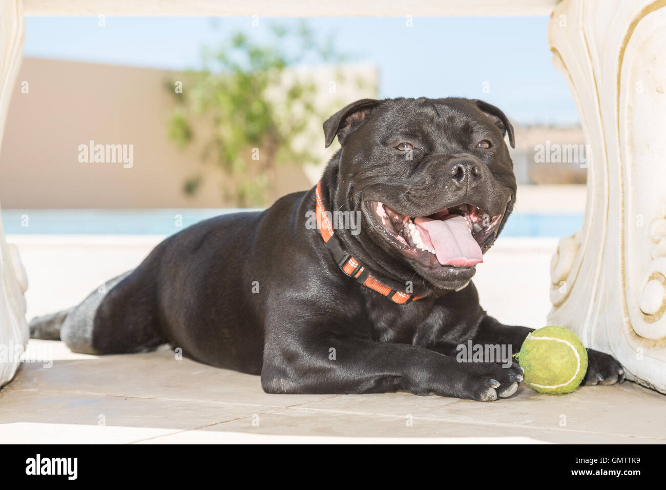 Staffie noir Banque de photographies et d’images à haute résolution ...