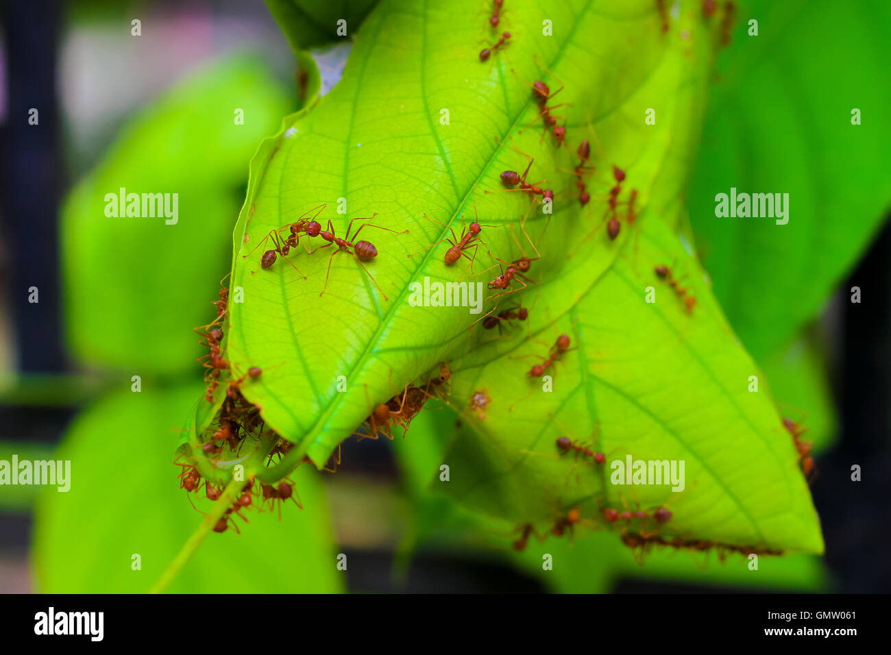 La vie de la fourmi rouge,arbre de nidification sur les Fourmis Photo ...