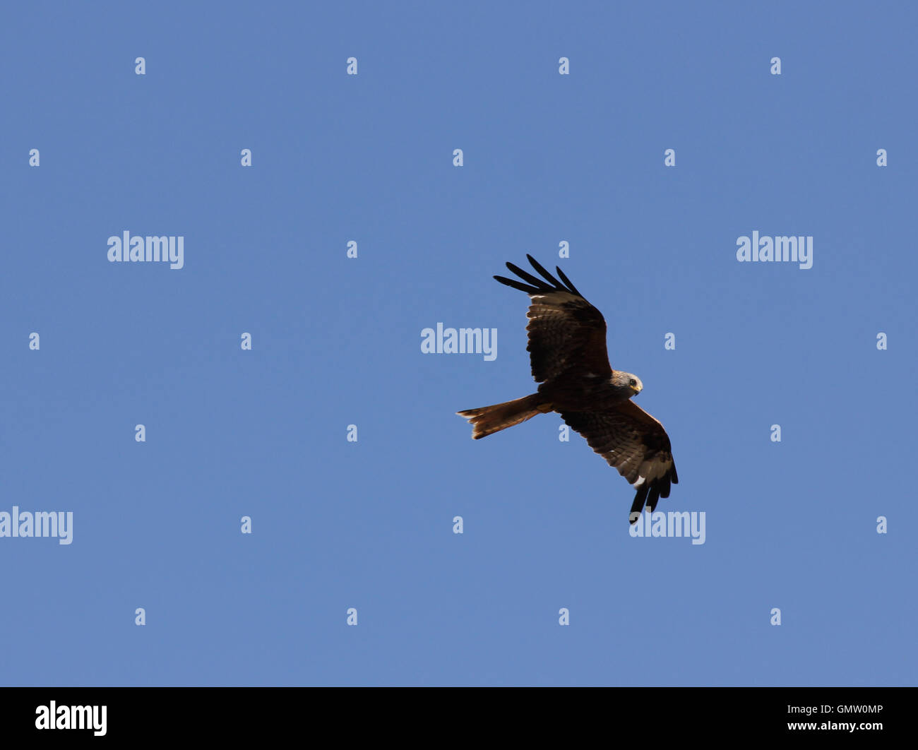 Milan rouge vu d'en bas Banque de photographies et d’images à haute ...