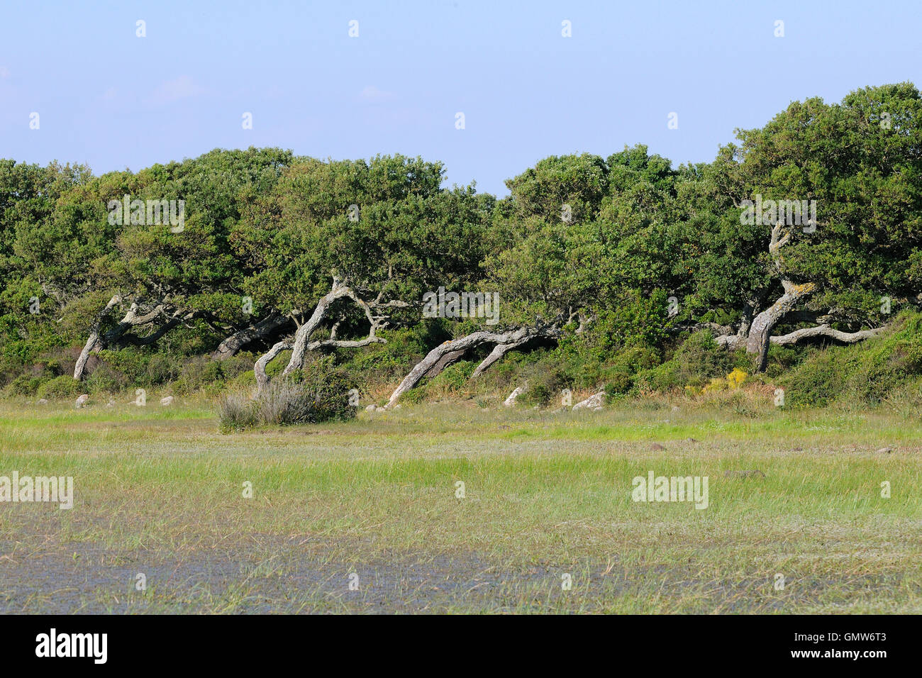 Medio campidano Banque de photographies et d’images à haute résolution ...