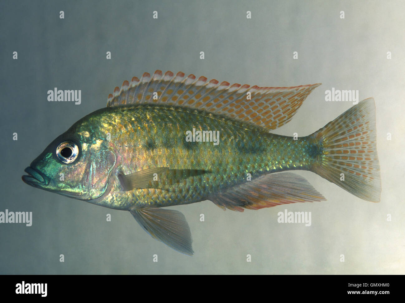 Malawi Lake Cichlid Africa Banque d'image et photos - Alamy