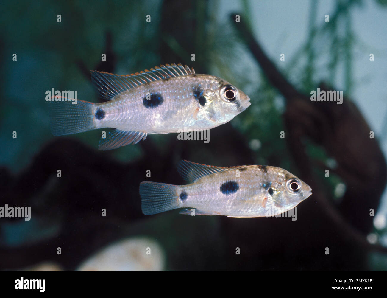 Anomalochromis Thomasi Banque d'image et photos - Alamy