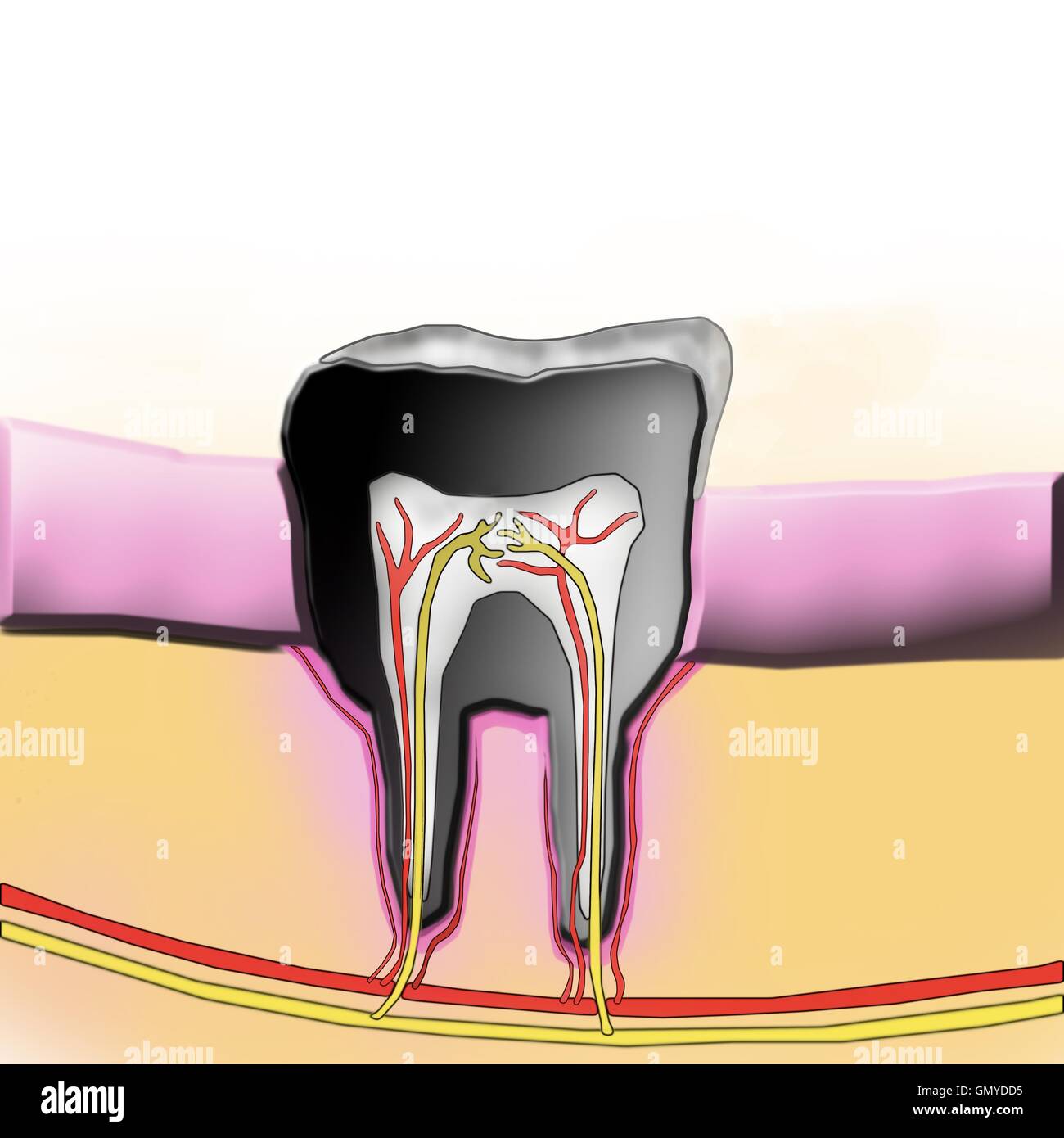 Illustration de la dent Photo Stock - Alamy