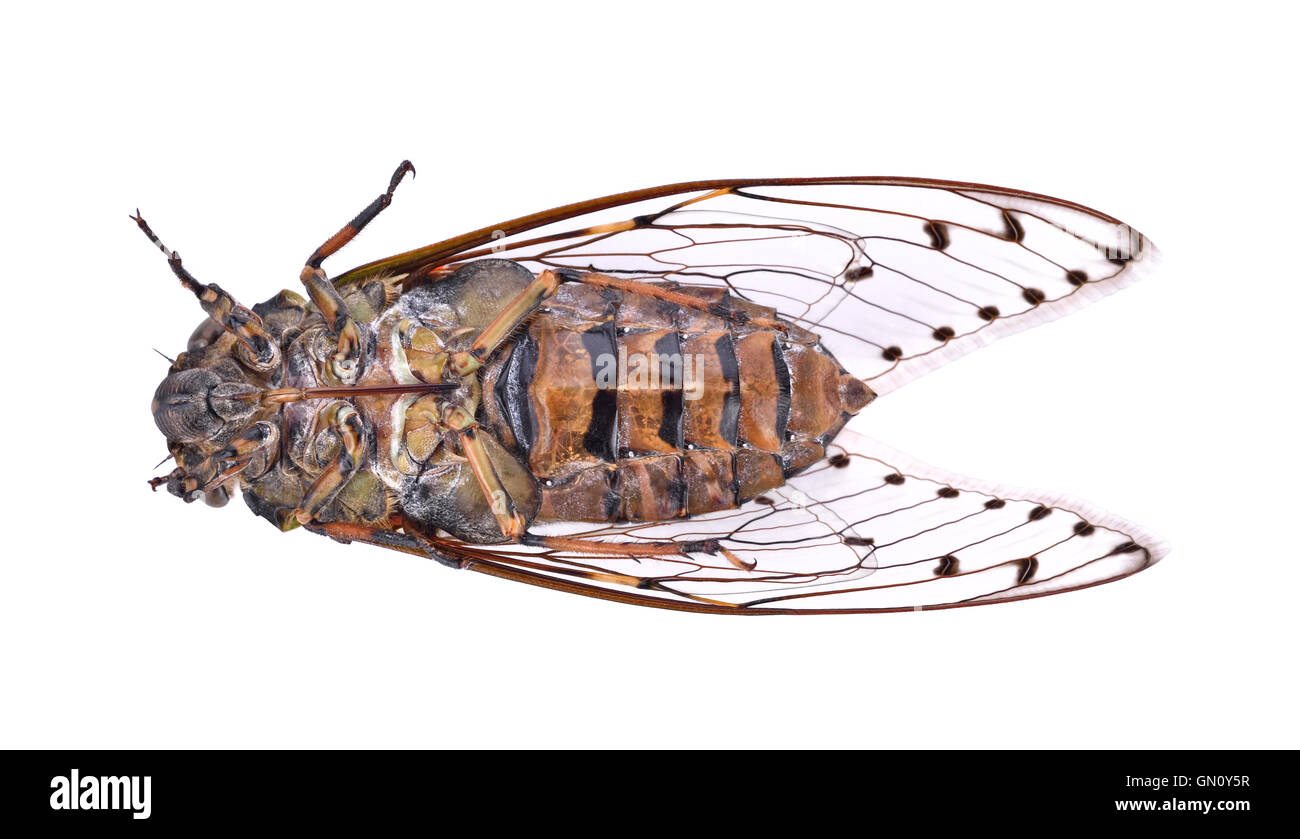Carapace insect Banque d'images détourées - Alamy