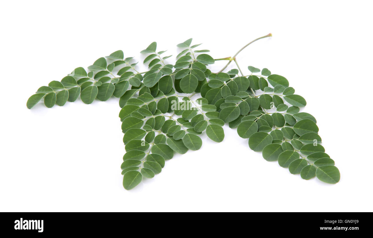 Feuilles de moringa Banque de photographies et d’images à haute ...
