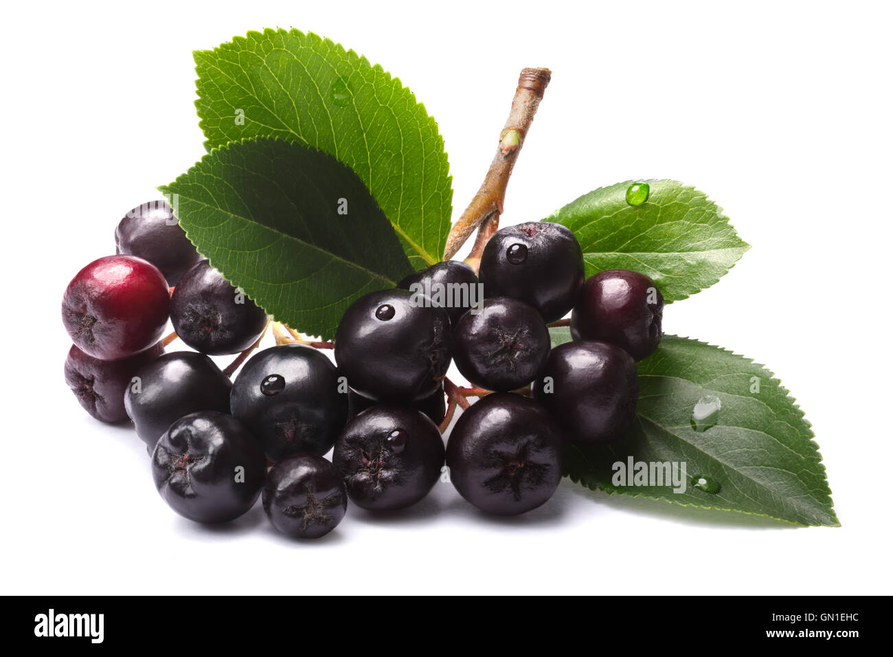 Aronia melanocarpa Banque de photographies et d’images à haute ...