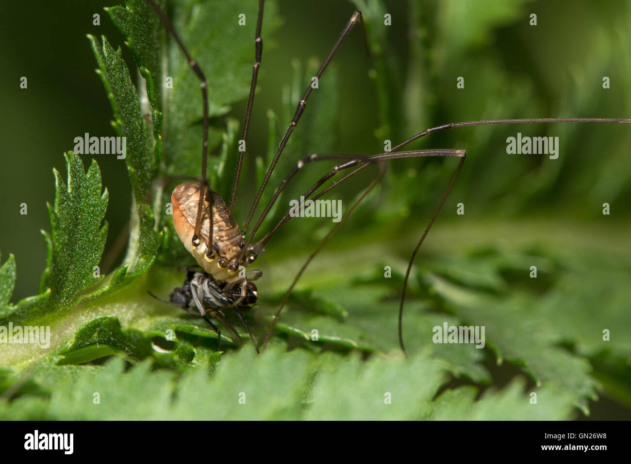 Harvestman manger des proies Banque de photographies et d’images à ...