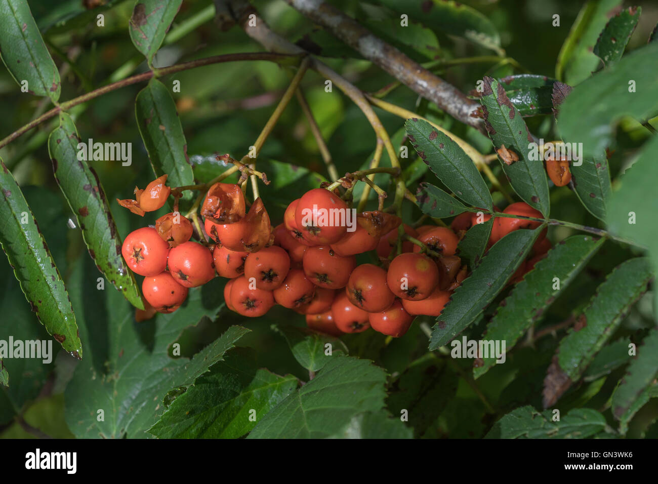 Gelée de sorbier Banque de photographies et d’images à haute résolution ...