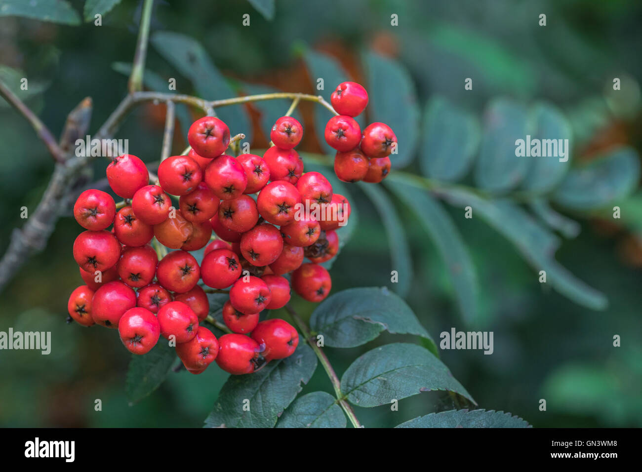 Gelée de sorbier Banque de photographies et d’images à haute résolution ...