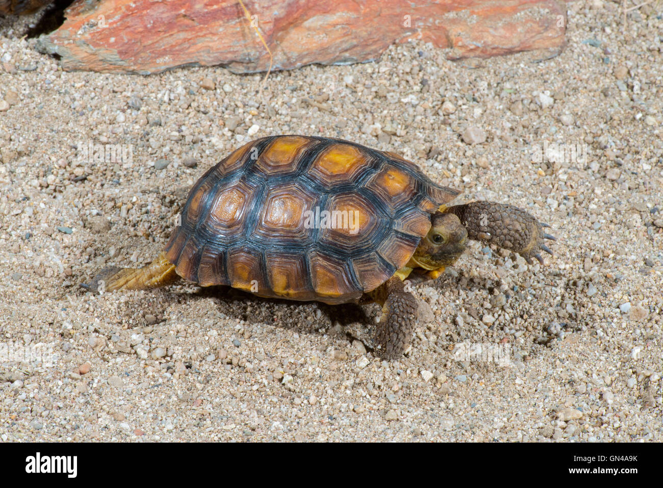 Desert box turtle Banque de photographies et d’images à haute ...