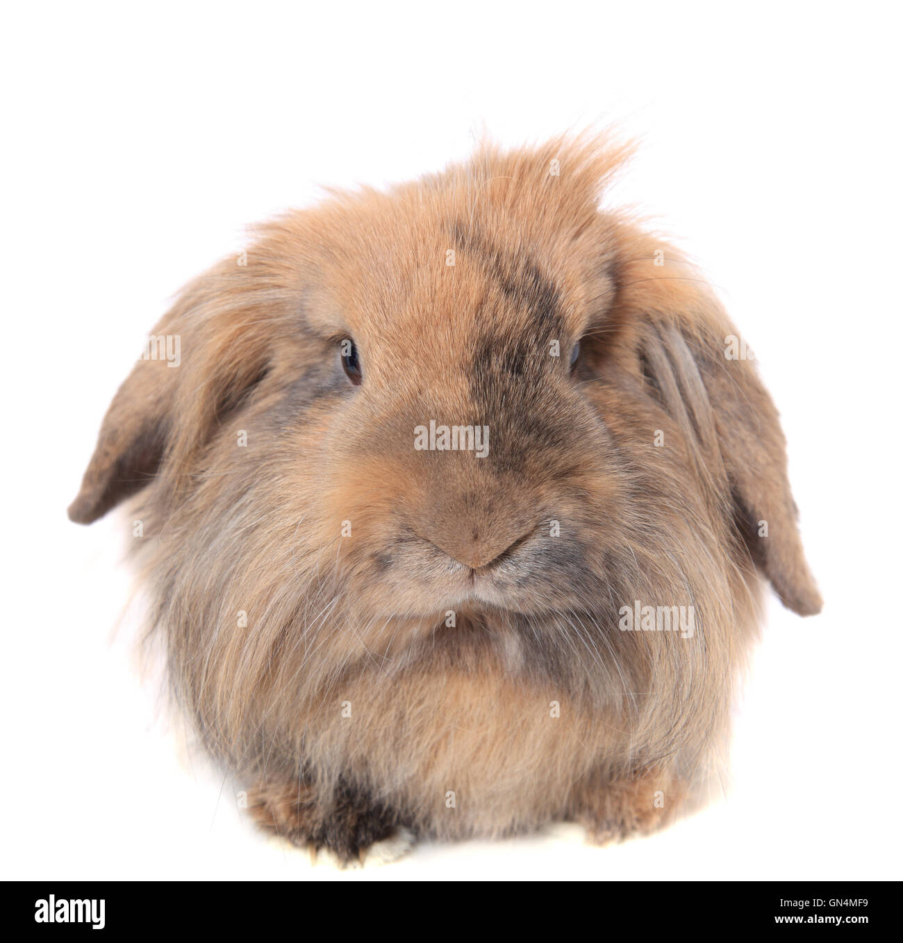 Le lapin brun Banque de photographies et d’images à haute résolution ...