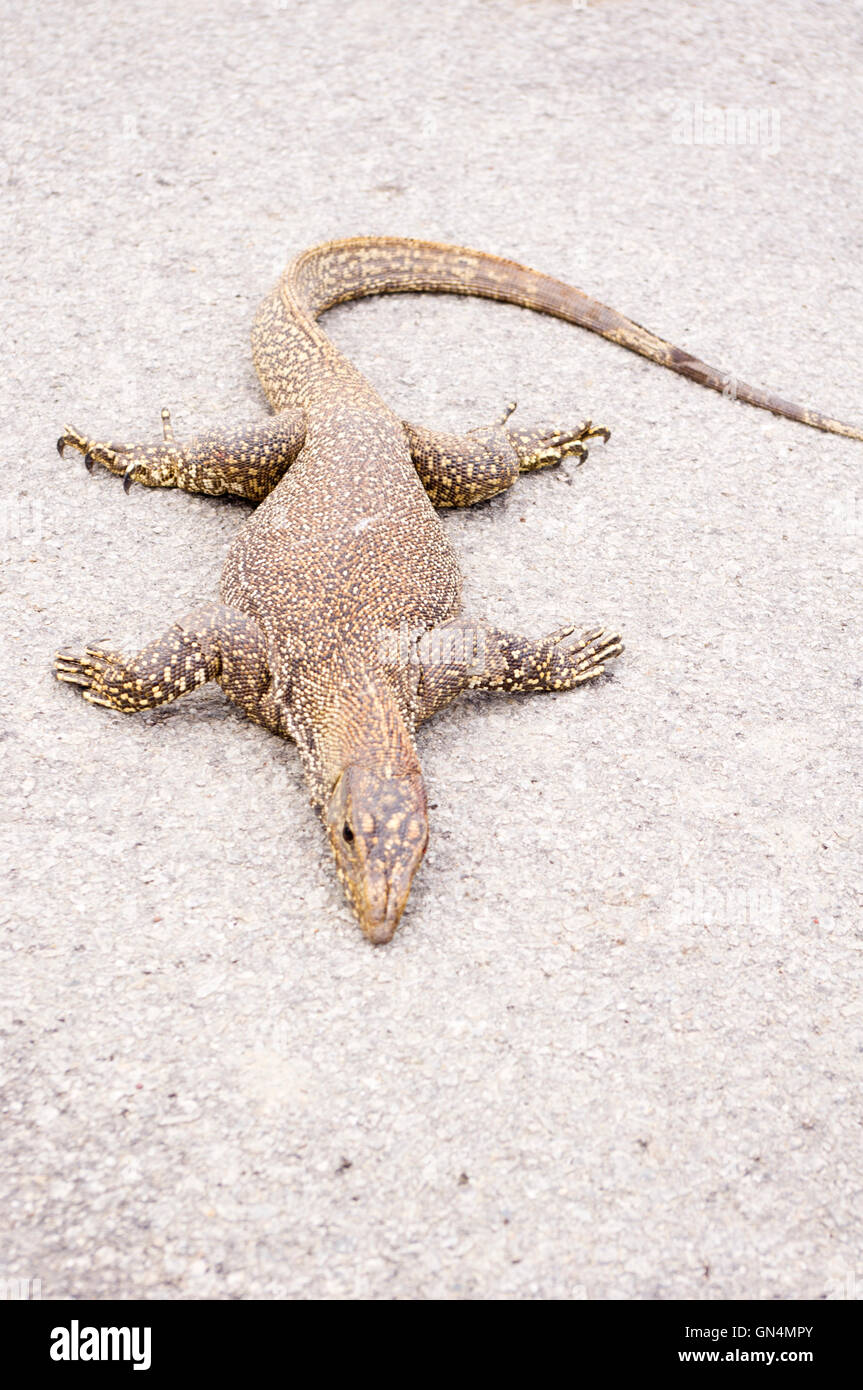 Asia malaysia monitor lizards varanus Banque de photographies et d ...