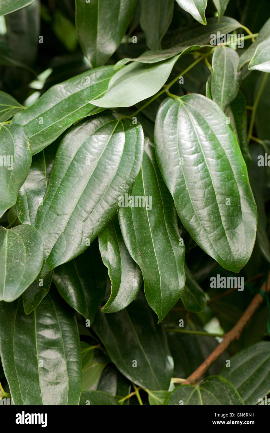 Les feuilles des arbres Cannelle de Ceylan (Cinnamonum verum), aka vrai ...