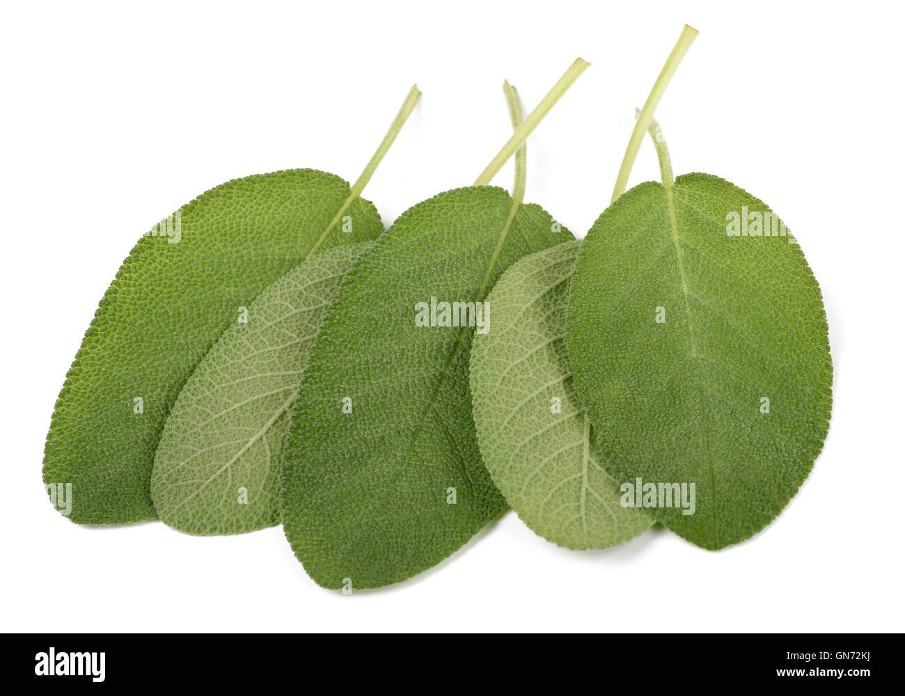 Sauge salvia officinalis Banque d'images détourées - Alamy