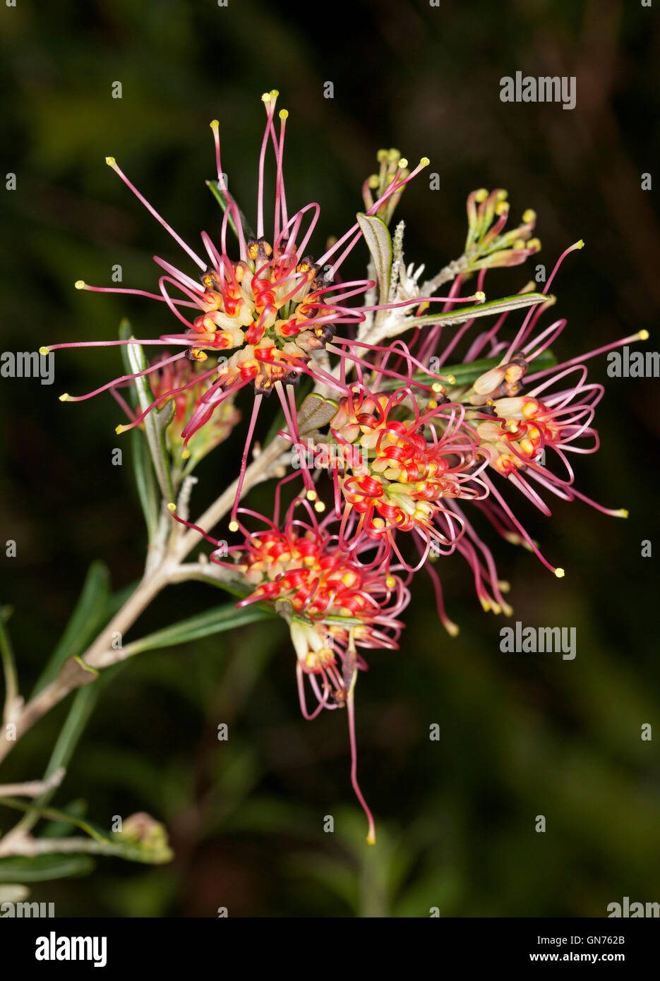 Fleurs jaunes rouges Banque de photographies et d’images à haute ...