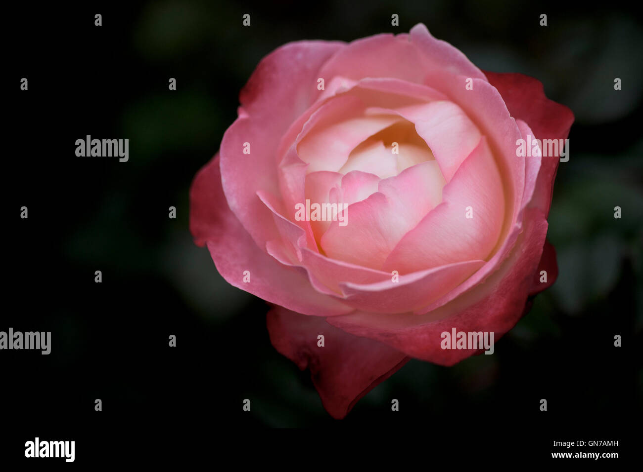 Une fleur rose Banque de photographies et d’images à haute résolution ...