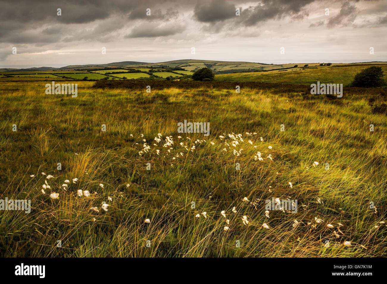 Brendon devon Banque de photographies et d’images à haute résolution ...