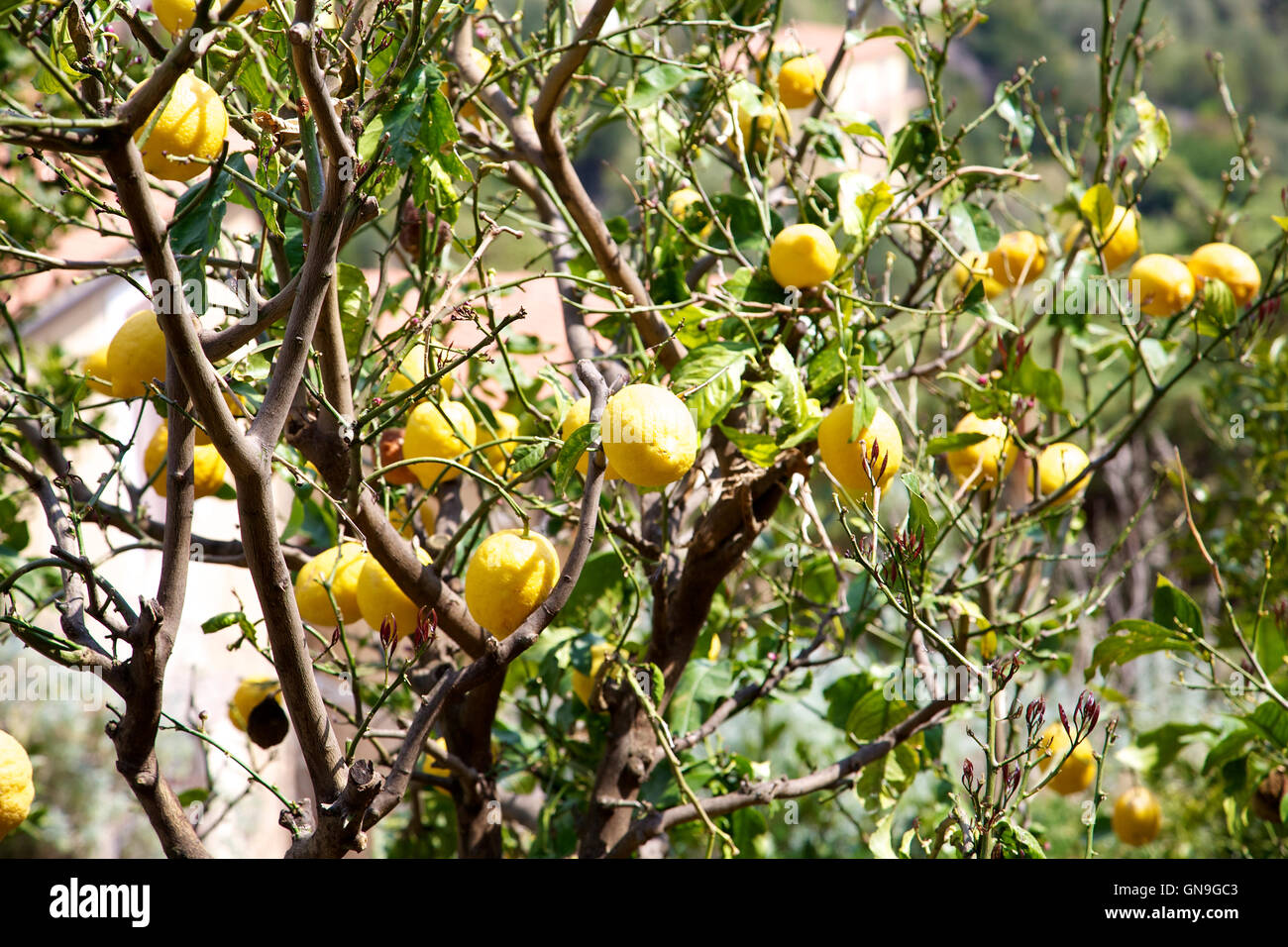 Gros citrons Banque de photographies et d’images à haute résolution - Alamy