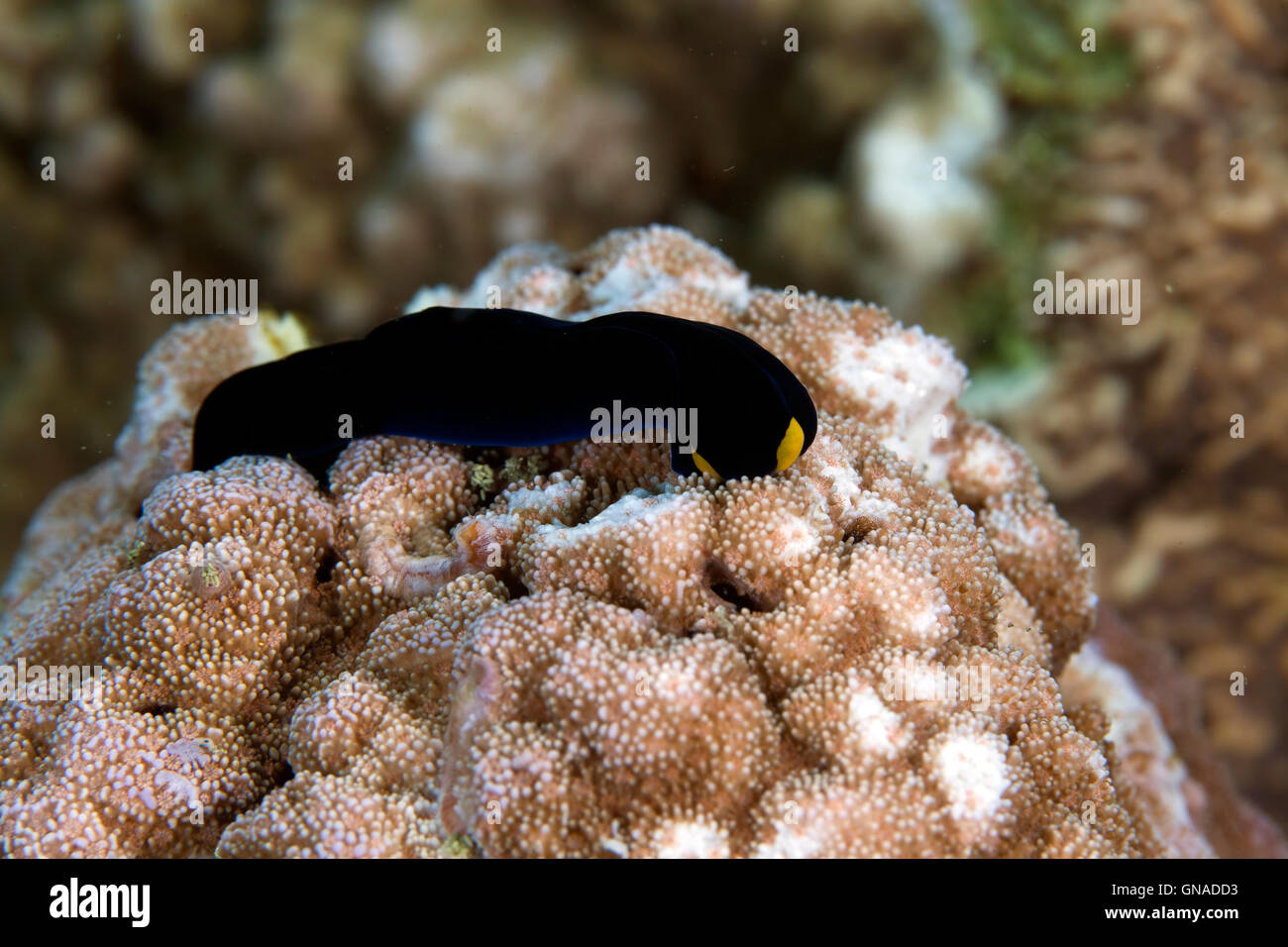 Limace jaune Banque de photographies et d’images à haute résolution - Alamy
