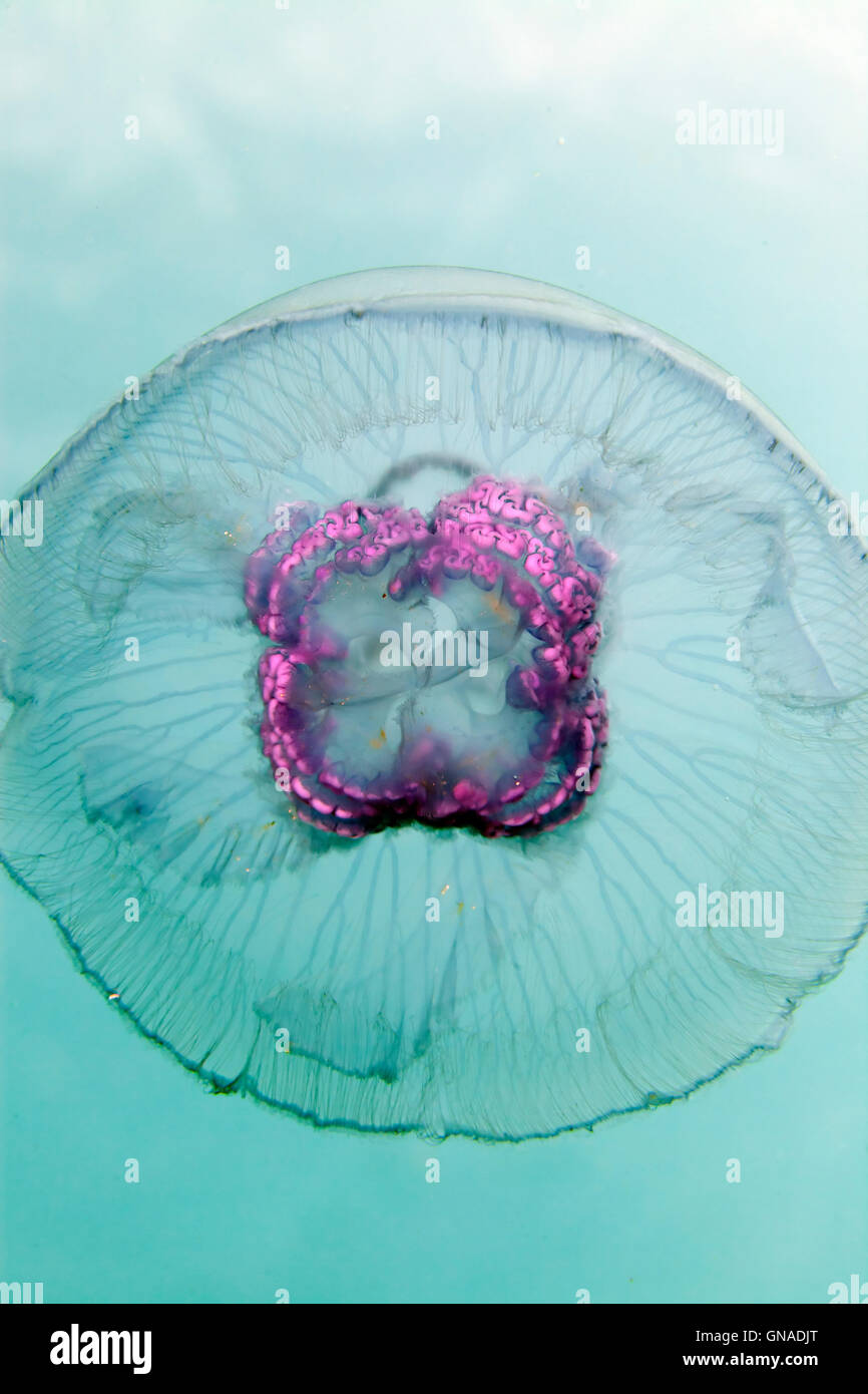 Méduse de lune (Aurelia aurita) dans la mer Rouge Photo Stock - Alamy