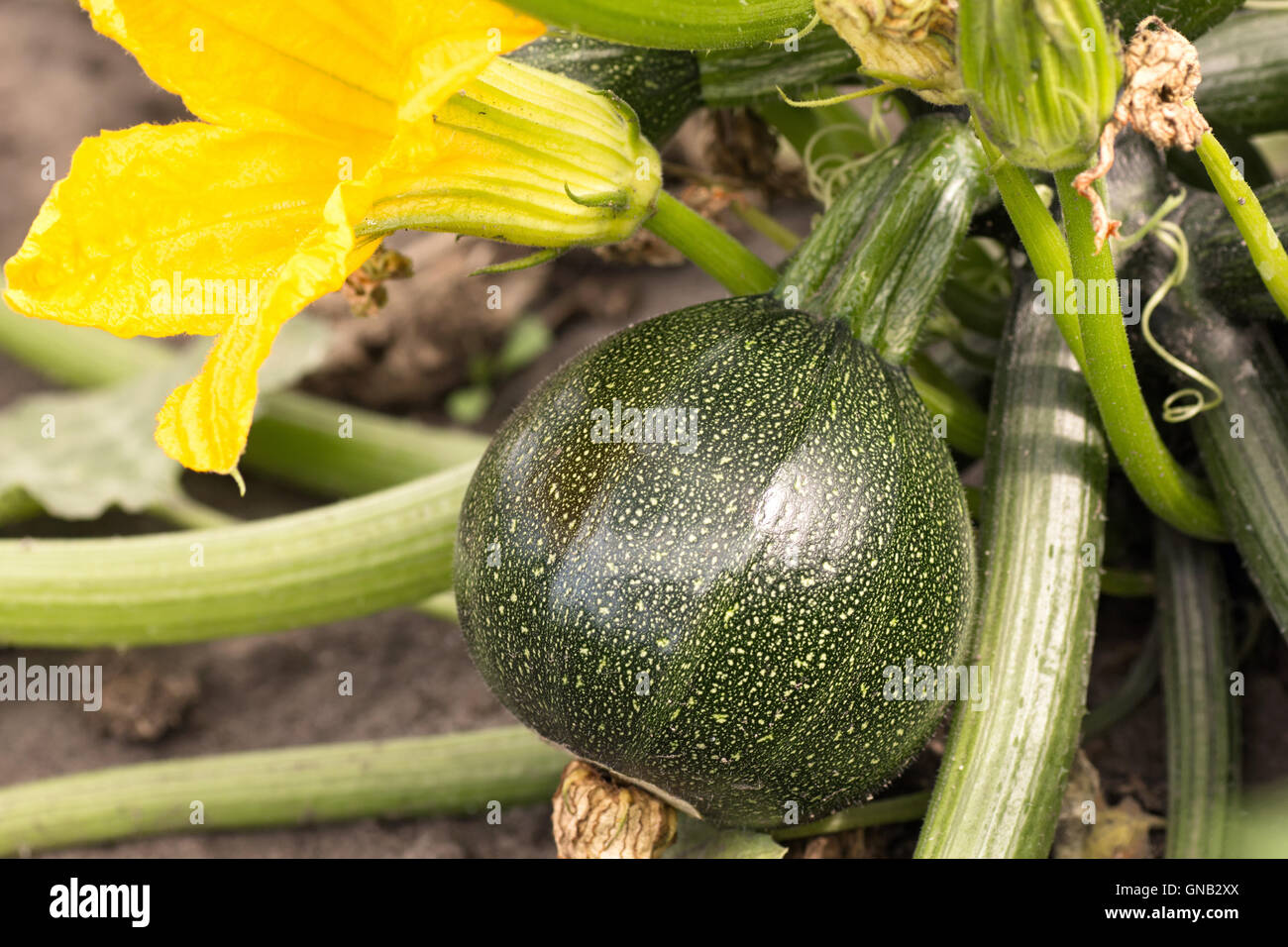 Courgette ronde jaune Banque de photographies et d’images à haute ...