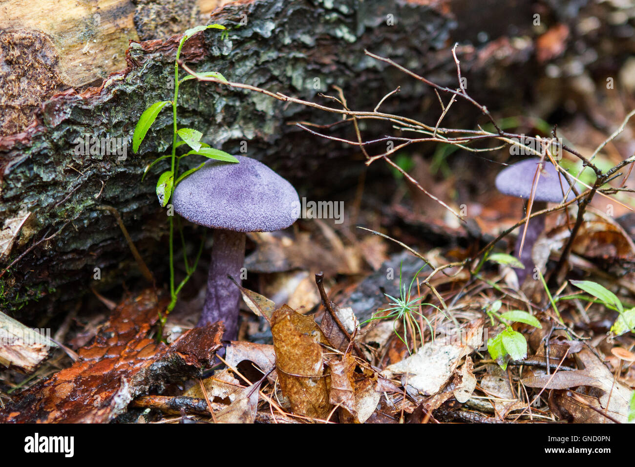 Champignon violet Banque de photographies et d’images à haute ...