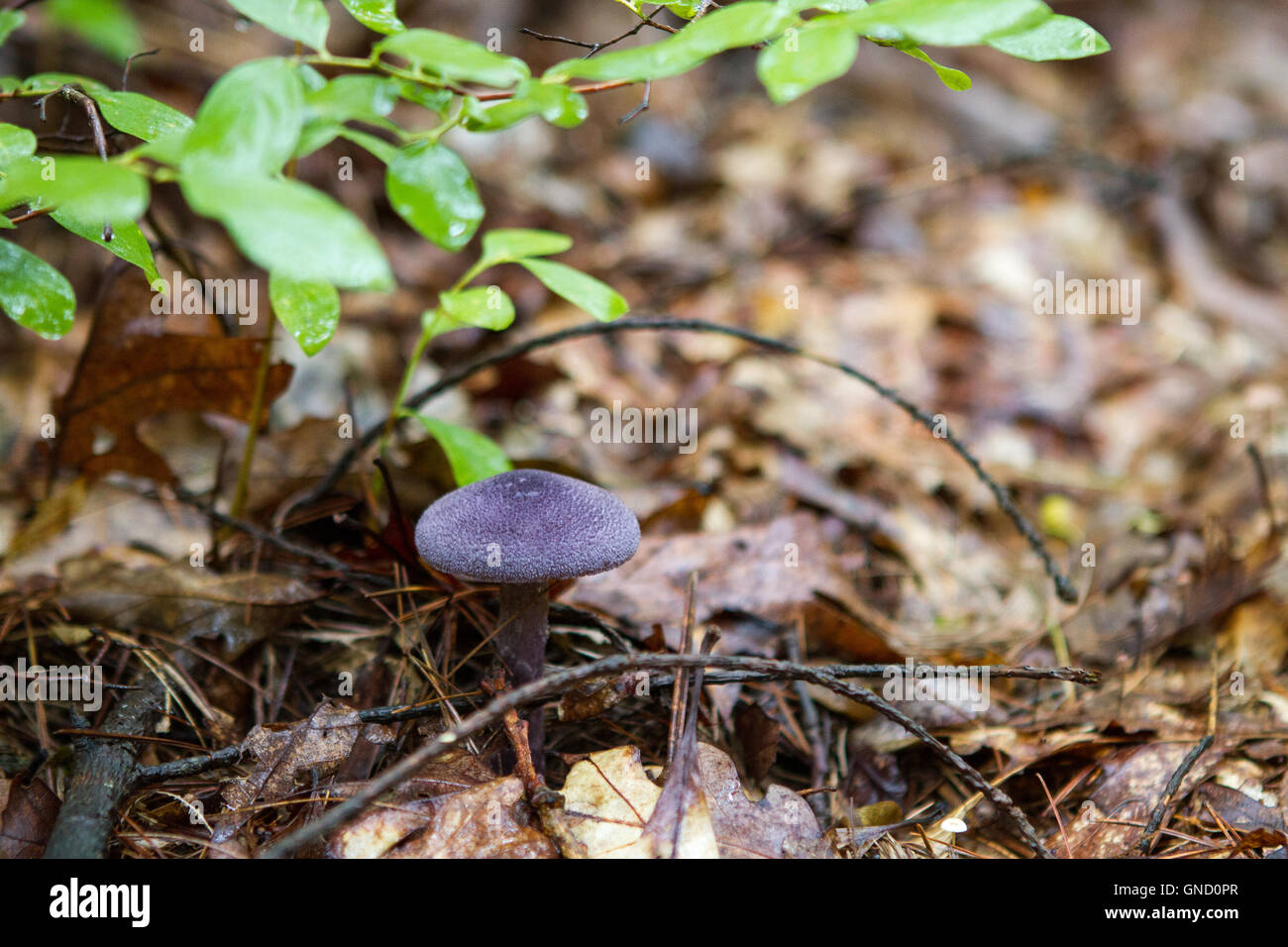 Champignon violet Banque de photographies et d’images à haute ...