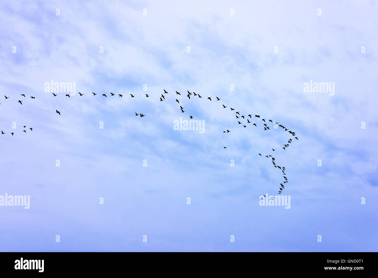 Voler en formation v Banque de photographies et d’images à haute ...