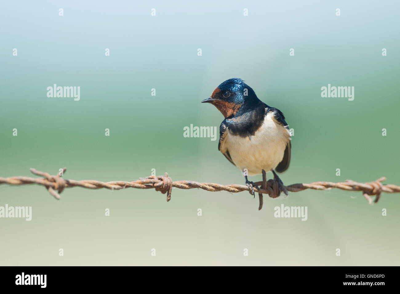 Hirundo rustica Banque de photographies et d’images à haute résolution ...