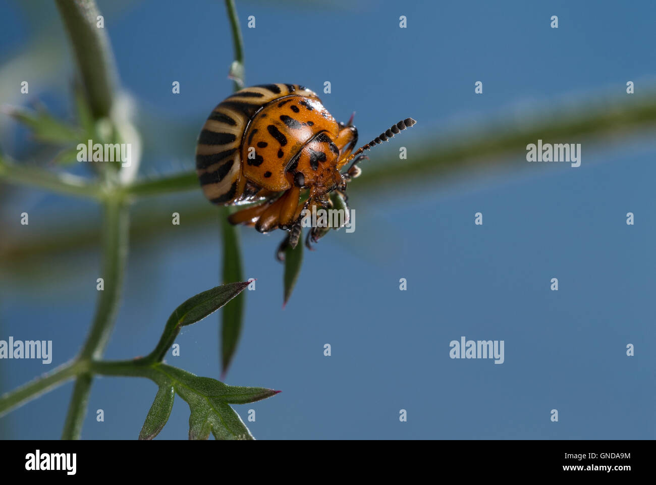 Doryphore polyclète Banque de photographies et d’images à haute ...