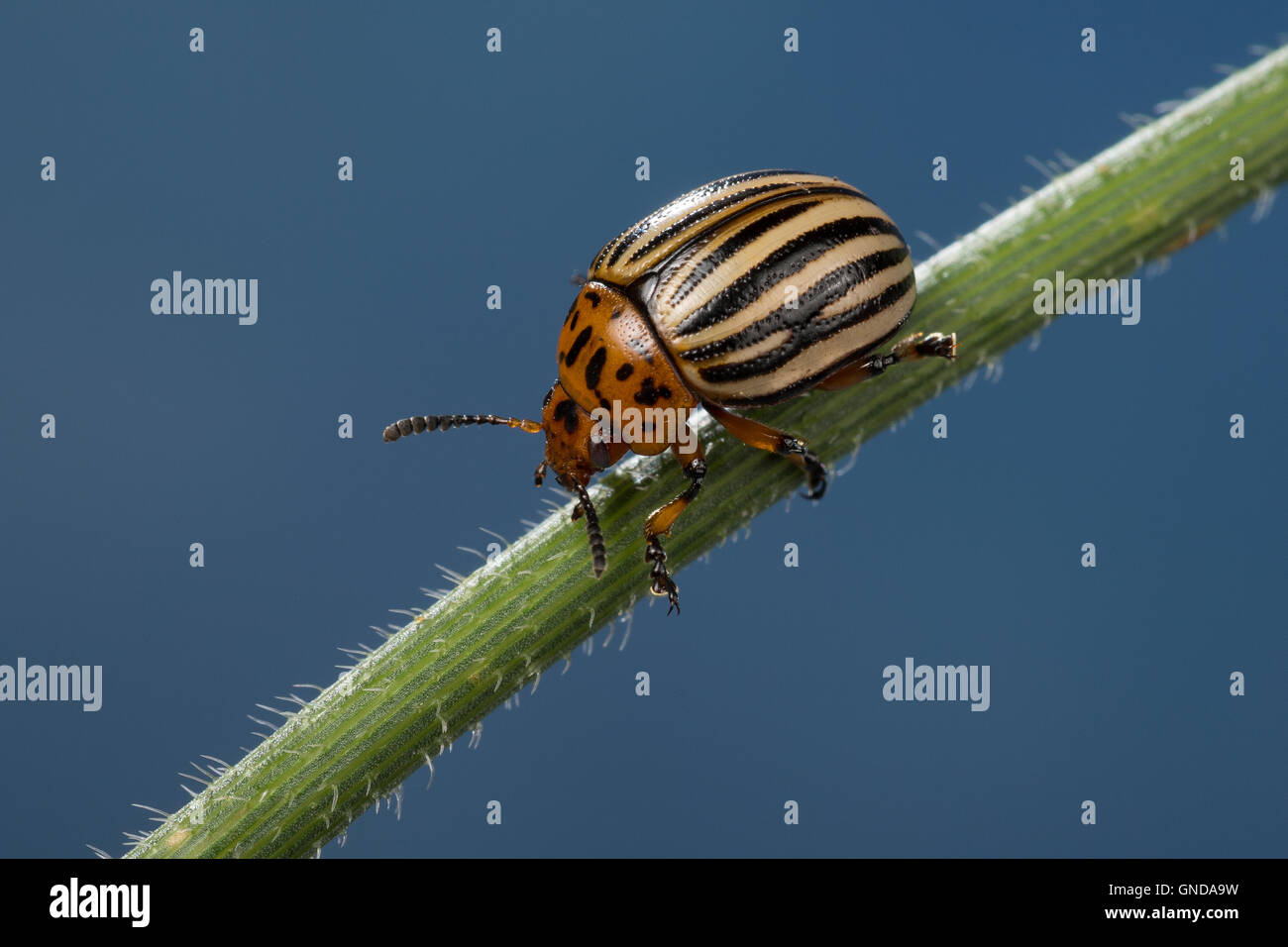 Doryphore polyclète Banque de photographies et d’images à haute ...