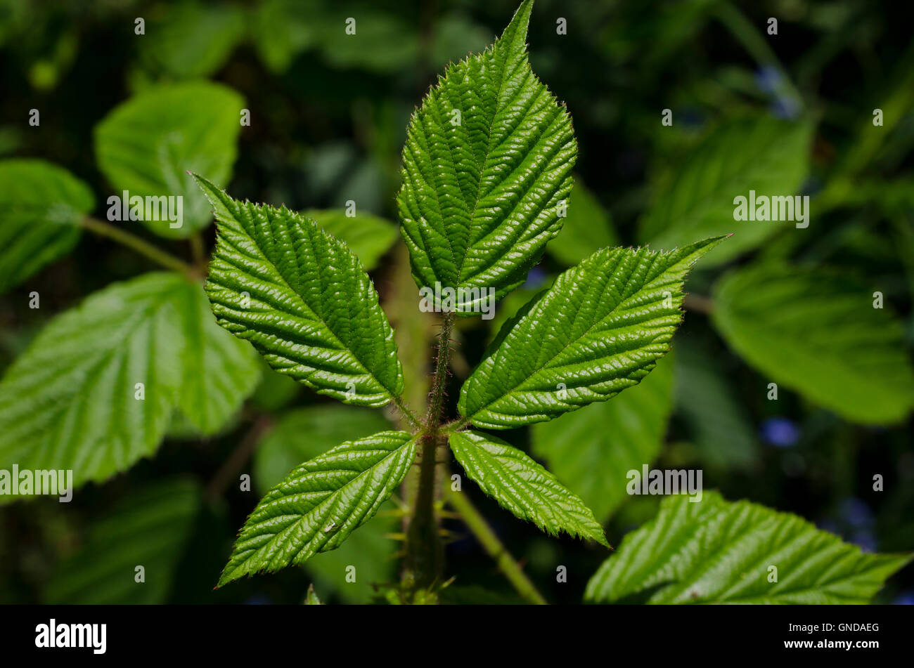 Feuilles de ronces Banque de photographies et d’images à haute ...