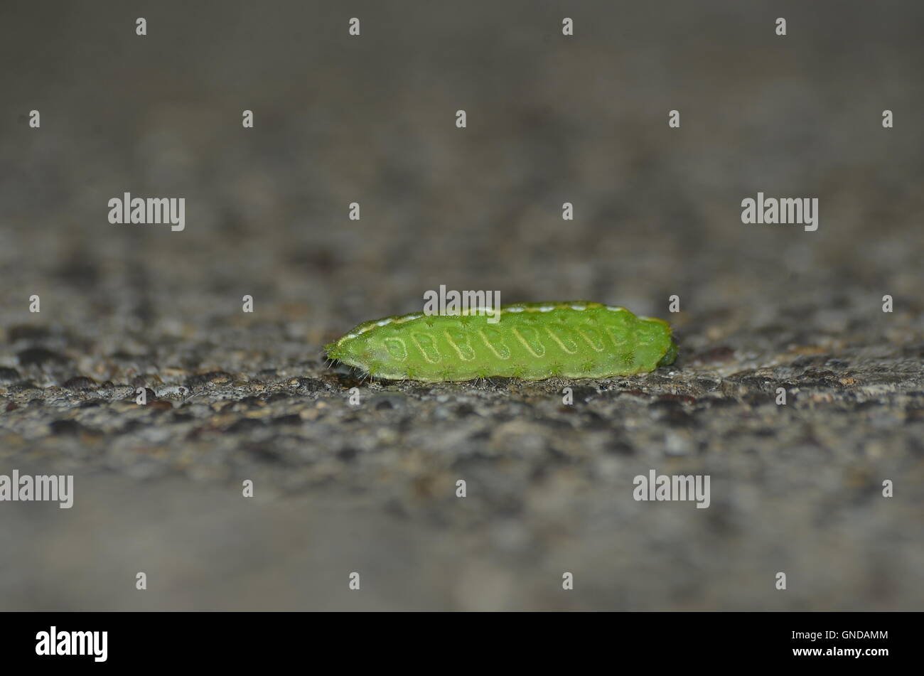 Insecte vert Banque de photographies et d’images à haute résolution - Alamy
