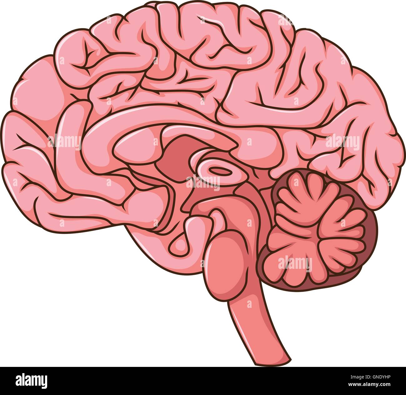 Caricature du cerveau humain Image Vectorielle Stock - Alamy