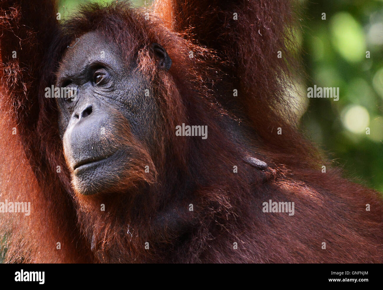 Femelle Orang Outan Banque d'image et photos - Alamy