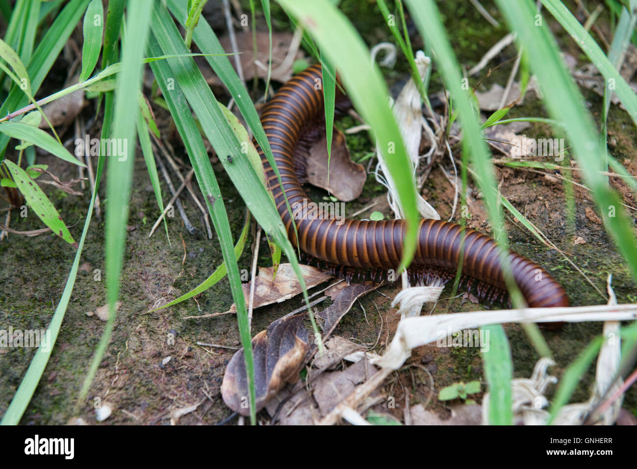 Millipede legs Banque de photographies et d’images à haute résolution ...