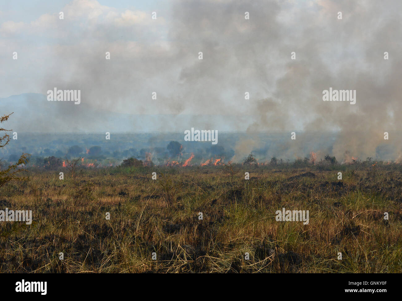 Feu de savane Banque de photographies et d’images à haute résolution ...