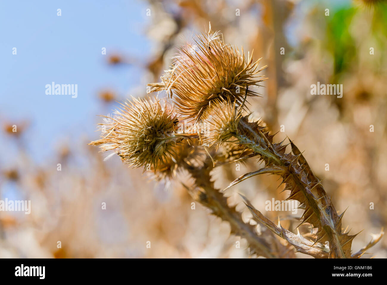 Chardon commun Banque de photographies et d’images à haute résolution ...