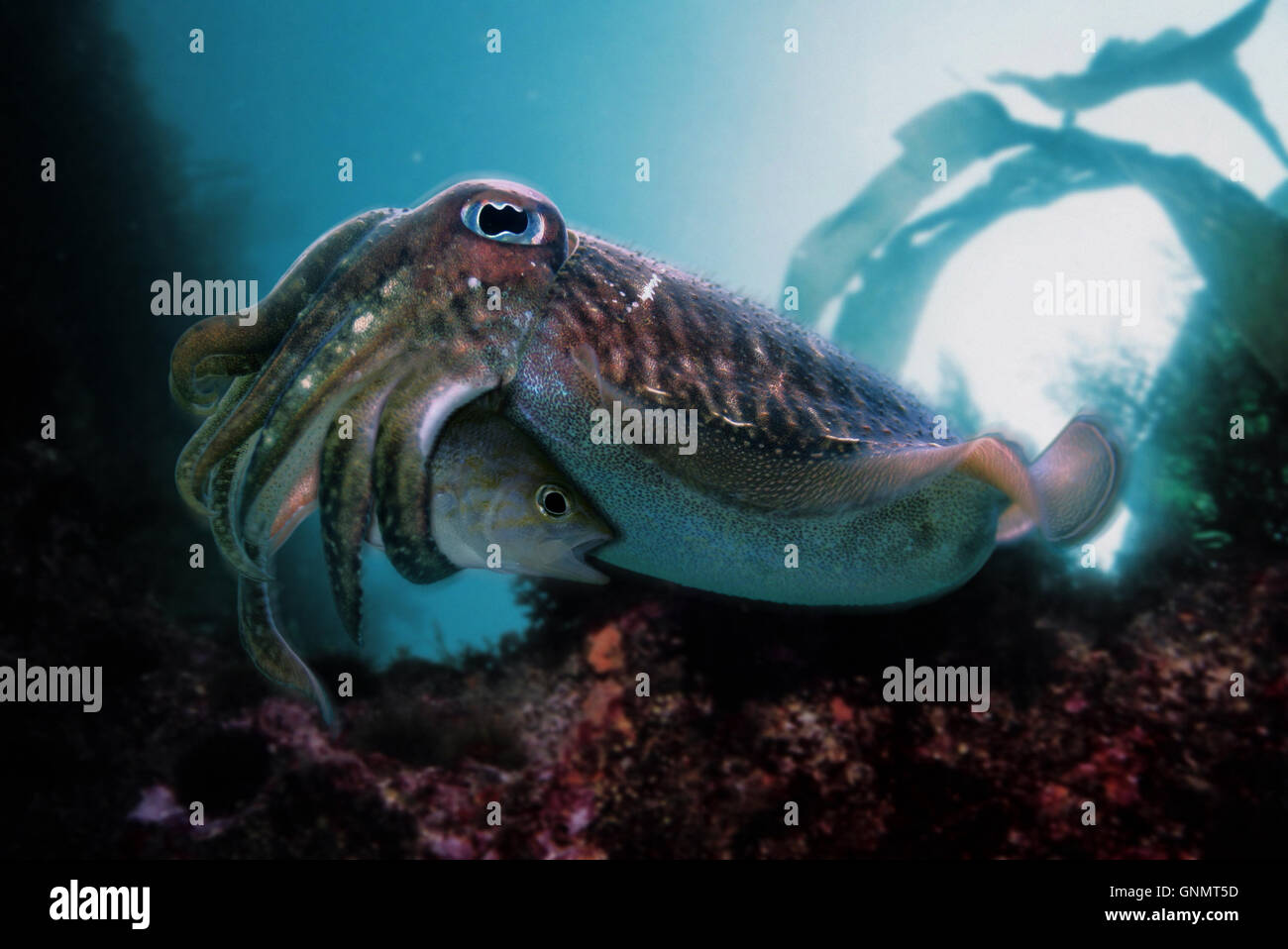 Attraper La Seiche Banque d'image et photos - Alamy