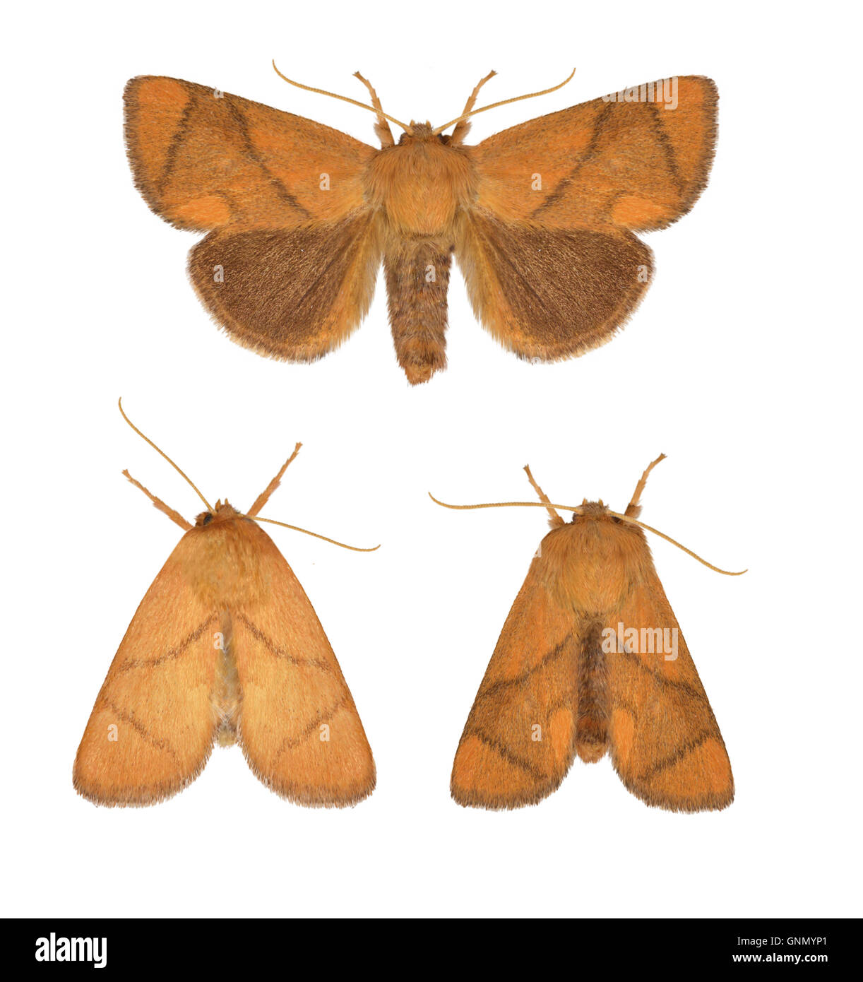 Apoda limacodes Banque de photographies et d’images à haute résolution ...