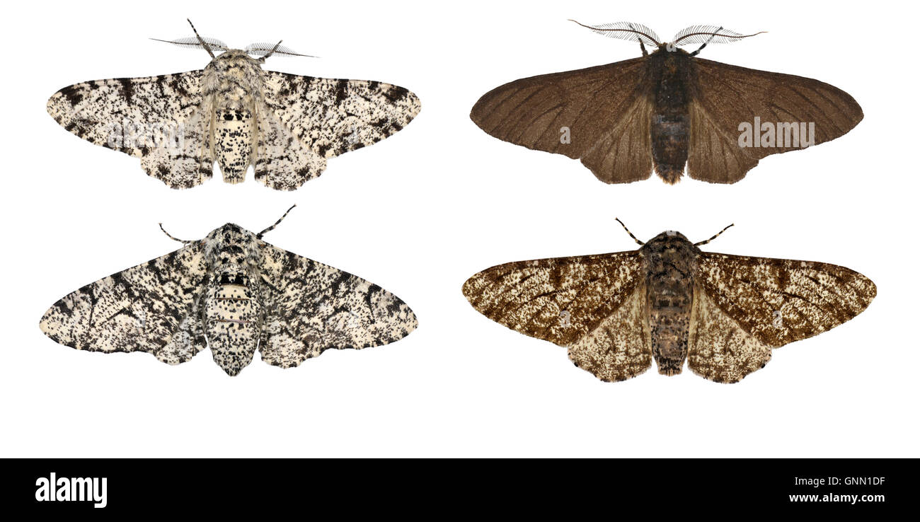 Biston betularia biston betularia Banque de photographies et d’images à ...