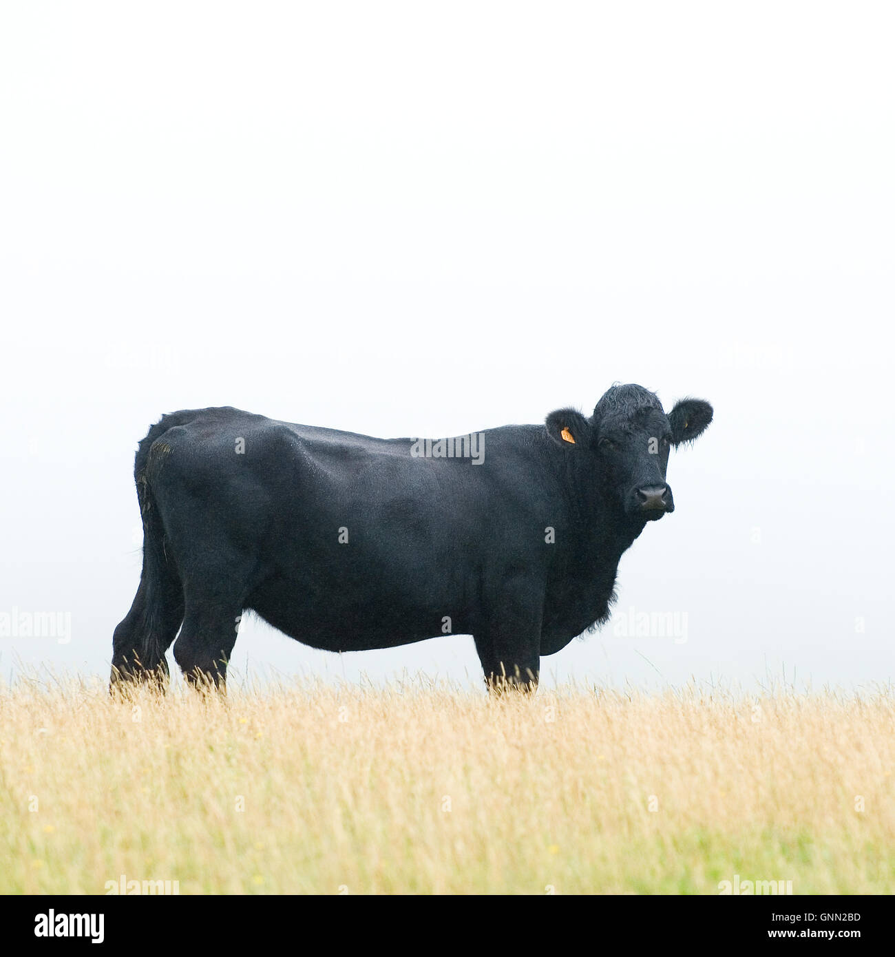 Aberdeen angus cow Banque de photographies et d’images à haute ...