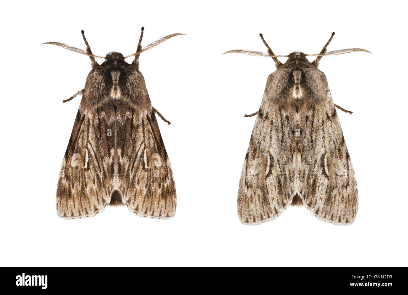 Rannoch sprawler Banque de photographies et d’images à haute résolution ...