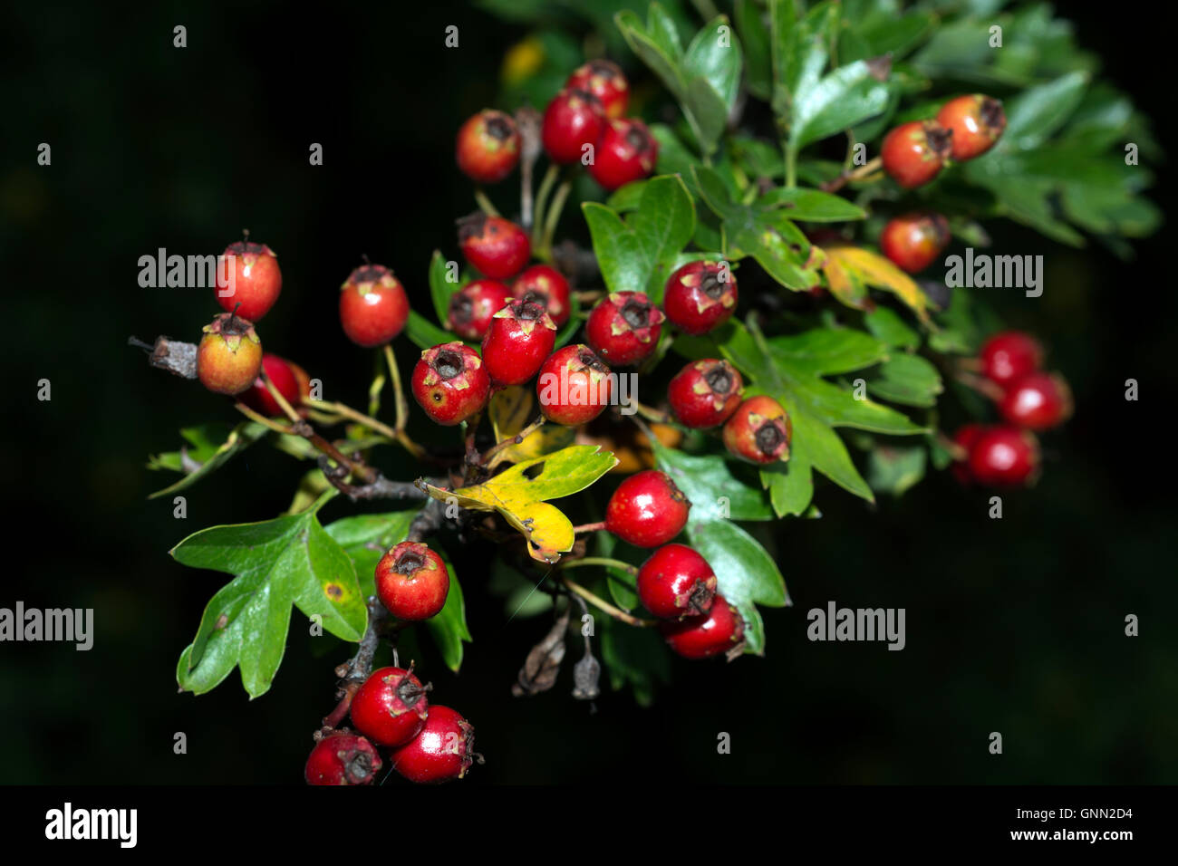 Crataegus species Banque de photographies et d’images à haute ...