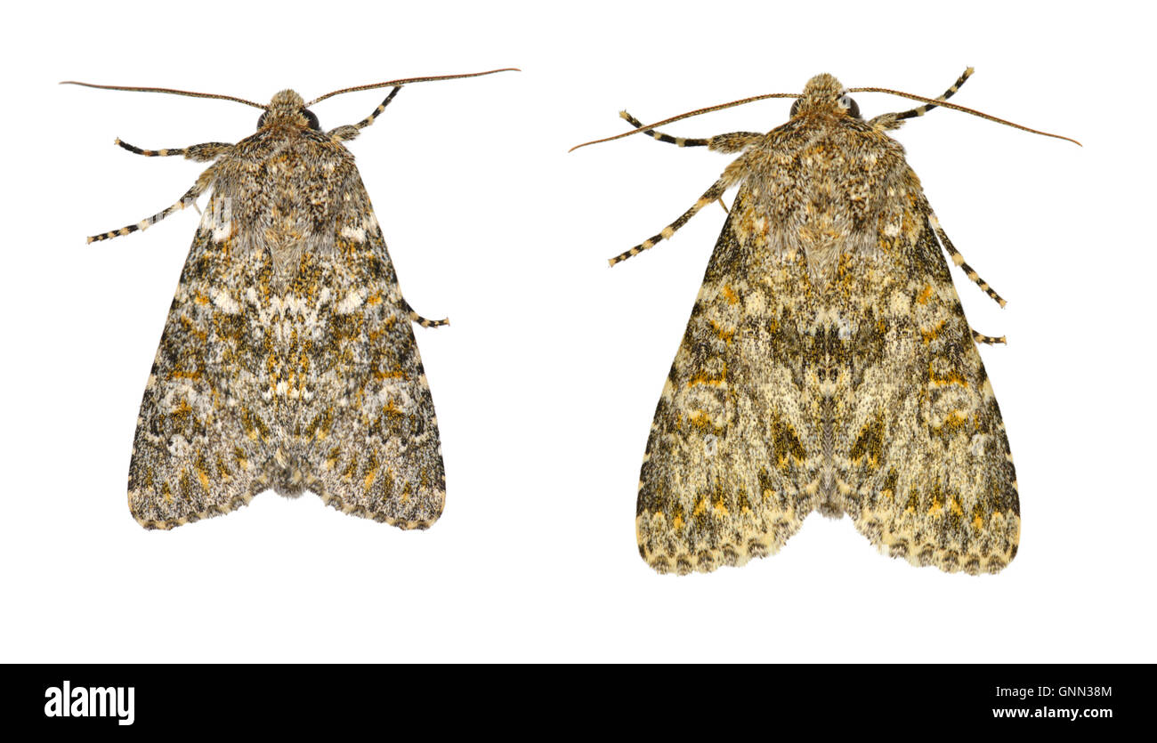 Grandes mites Banque de photographies et d’images à haute résolution ...