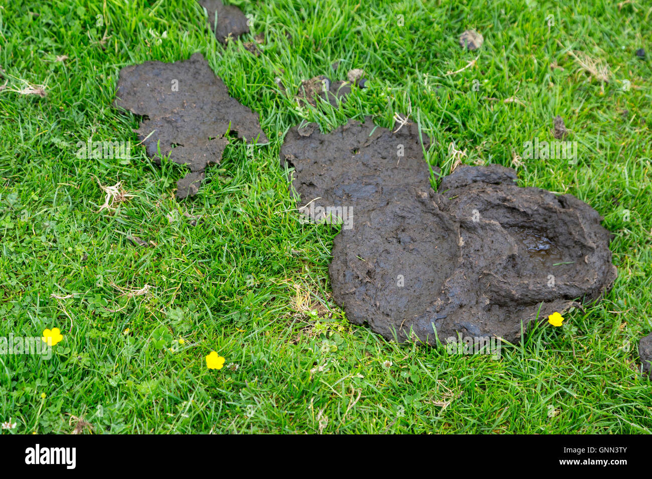 Cow excrement Banque de photographies et d’images à haute résolution ...